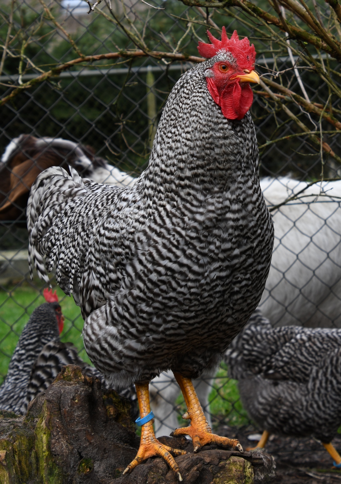 Vraag en aanbod – Kleindiervereniging Zuid Oost Hoek